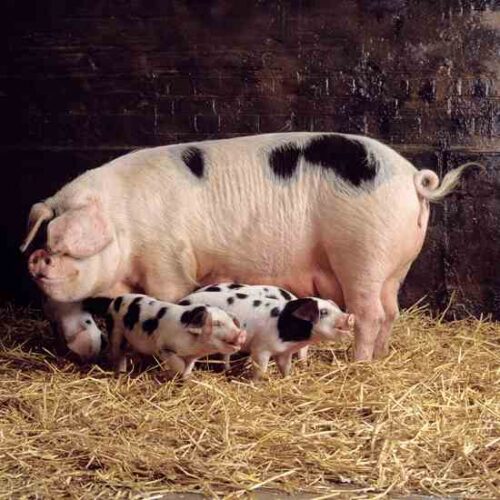 Heritage Livestock Breeds: Why They’re Important – Mother Earth News